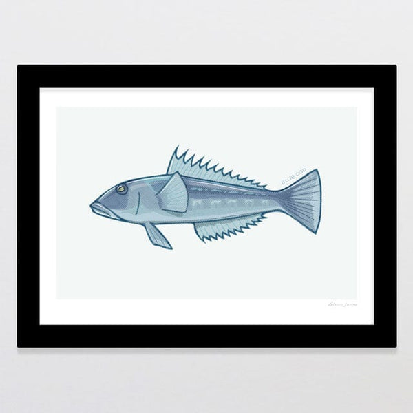 Blue Cod Art Print by NZ Artist Glenn Jones - Glenn Jones Art